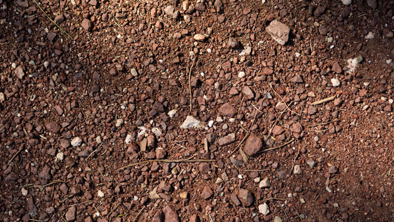 Project Planning: Tips for Timing Your Landscaping